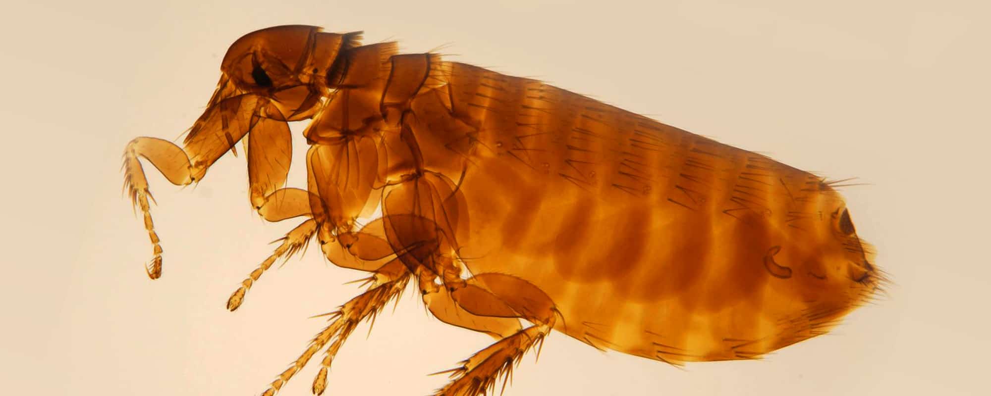 Serviço de Desinfestação de Pragas de Pulgas | Teledesinfestação